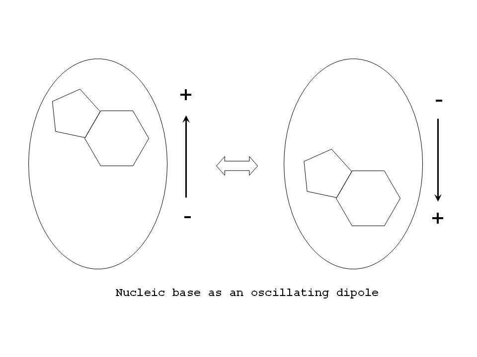 Quantum Gazette: Information and entanglement in DNA