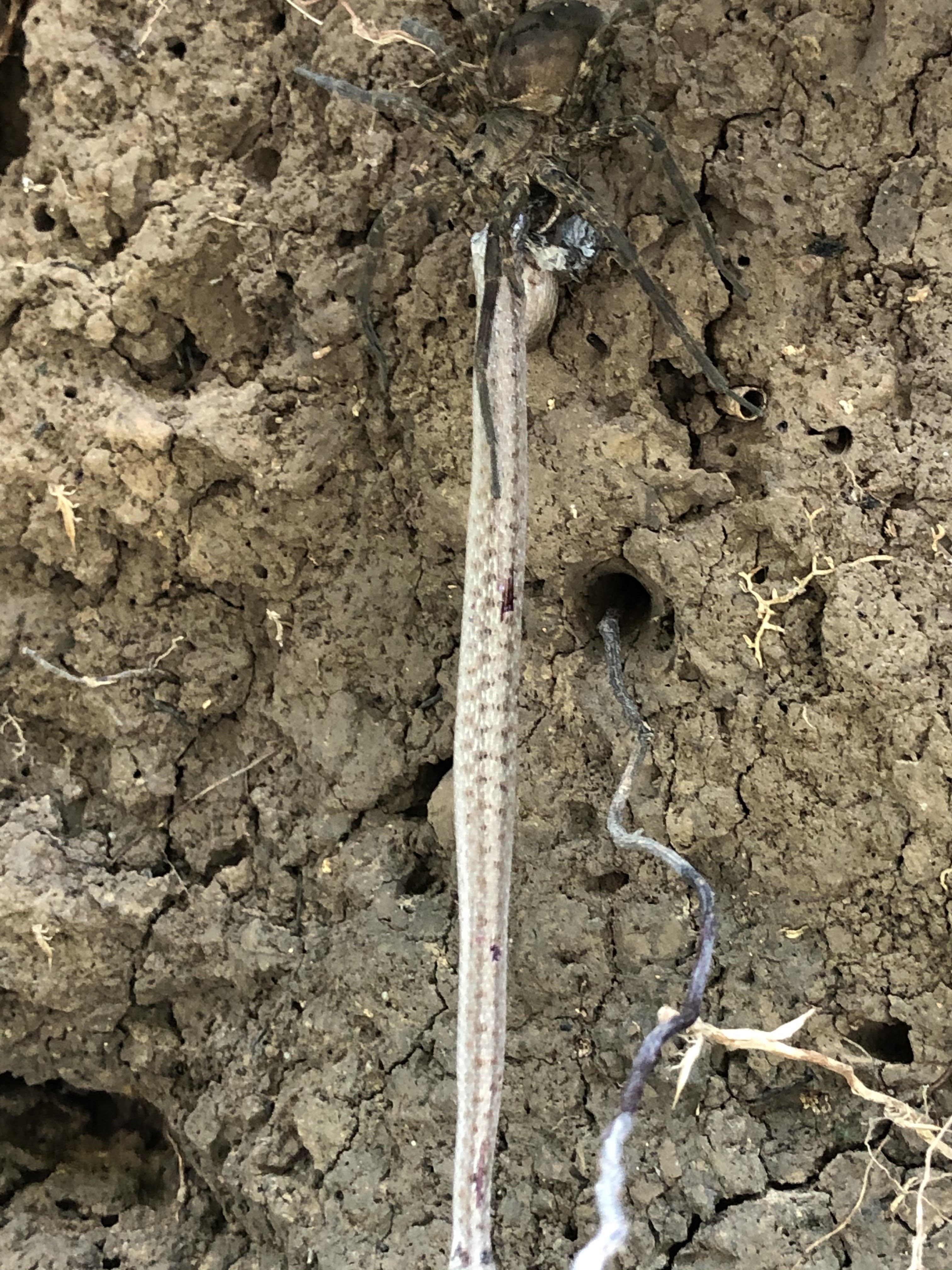 Springfield Plateau: Spider vs. Snake