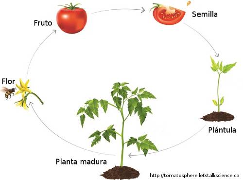 La clase de Marta: LA REPRODUCCIÓN DE LAS PLANTAS