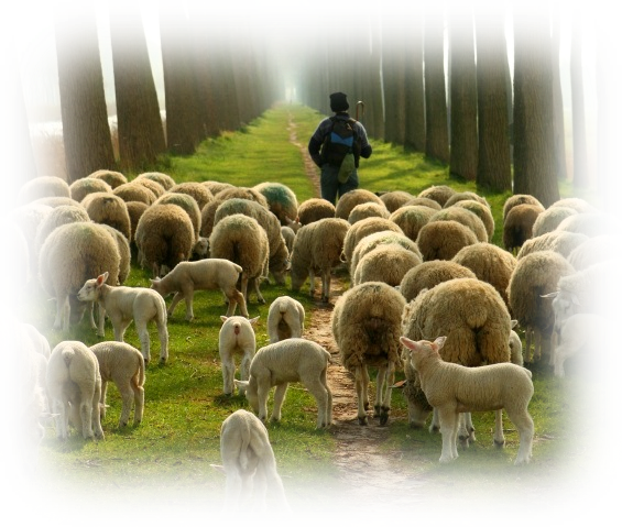 Making Much of Him: THE SHEPHERD AND HIS SHEEP by R.C. Sproul