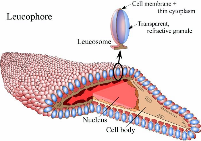 Cal Poly BIO 502: Houdini Skin: Now You Sea It, Now You Don't!