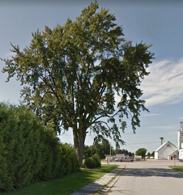 Future Plants by Randy Stewart: MAPLES - The Native Ones