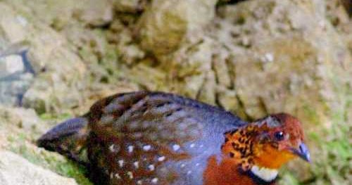 List of Indian partridges - Images | Birds of India | Bird World