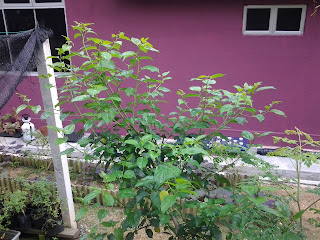 Memangkas Bayam Laut or Peria Laut dan pokok cemperai untuk hasil yang ...