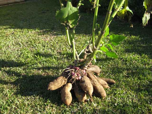 Something... Live Laugh Love: Yacon