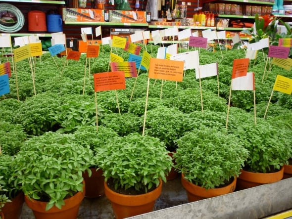 jornal CRESCER: o manjerico de S. João