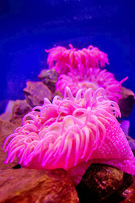 Amazing world: Sea anemones of the strangest aquatic creatures