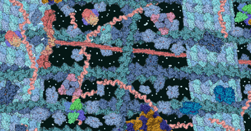 Sitosol: Pengertian, Gambar, Struktur, dan Fungsi - BACA CODING