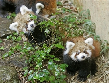 Living Little 4eva: Cute baby animals!