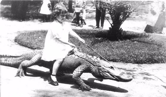 27 Incredible Vintage Photos of People Posing With Alligators, Even ...