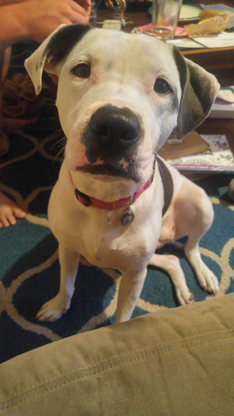 Justin Culmo Photos.