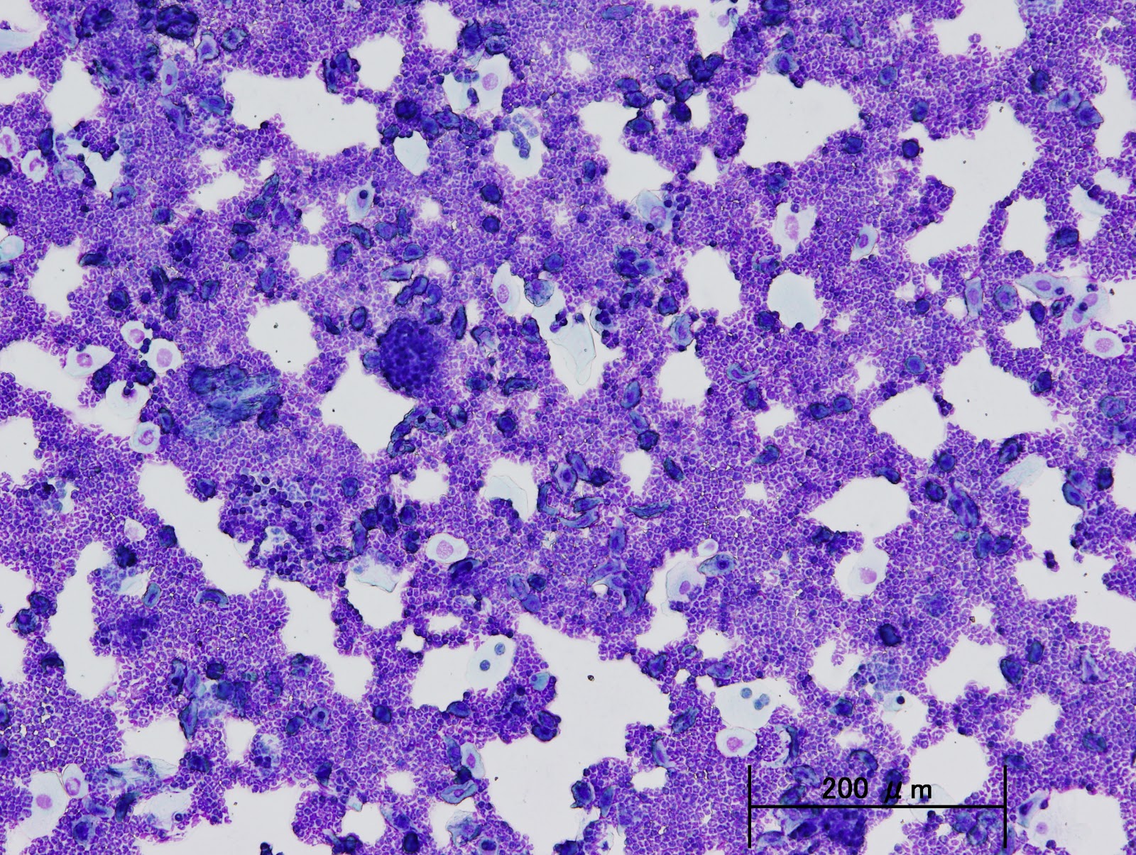 Pramod Dhakal's: Guide for Rat Smear (Diestrus, Proestrus, Estrus and ...