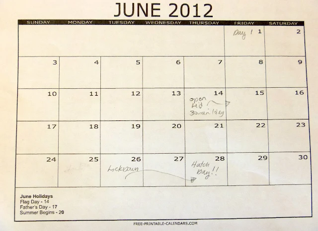 The Beginners Guide to Hatching Duck Eggs [with egg candling photos ...