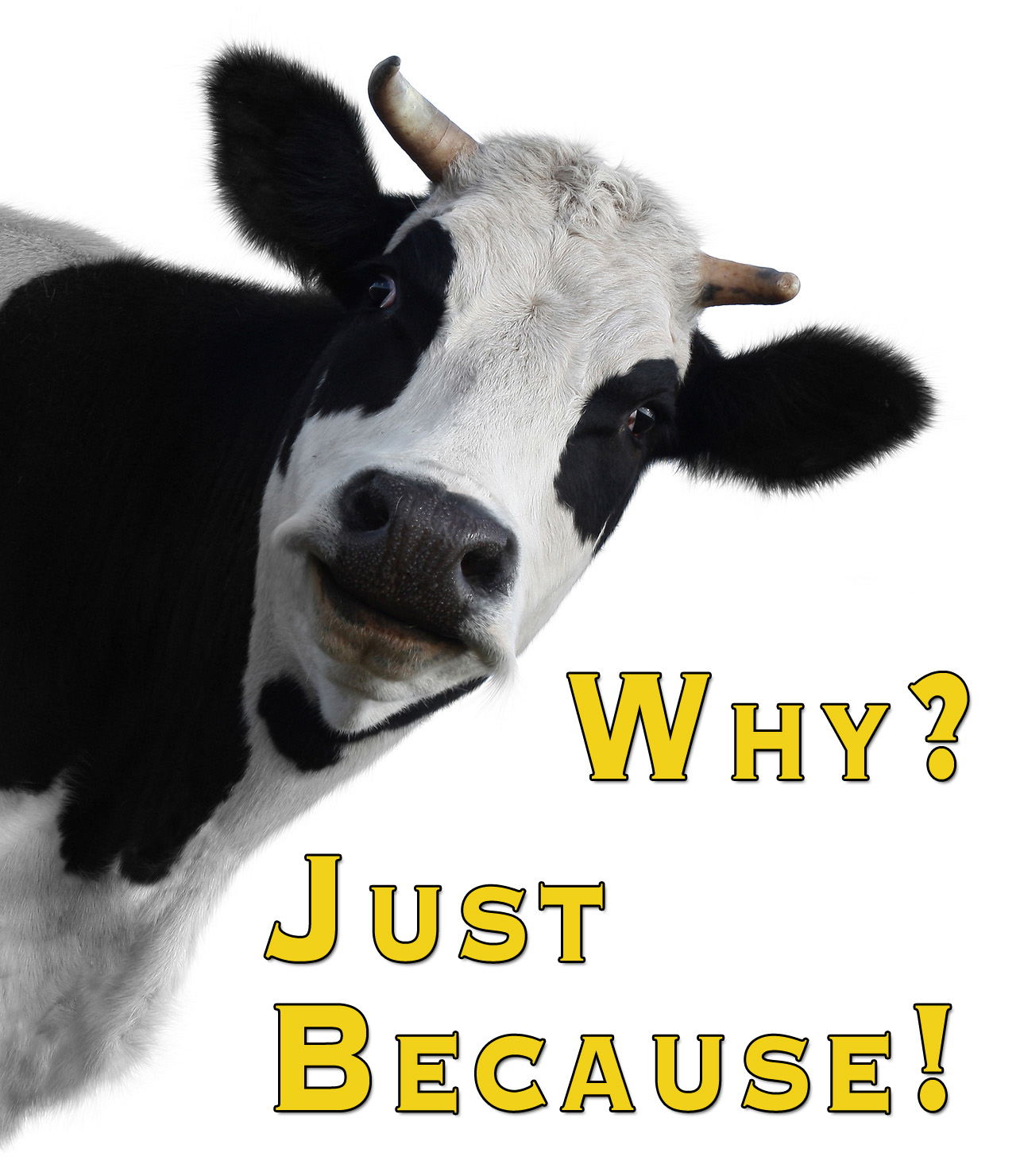 Every Day Is Special: August 27 – Just Because Day