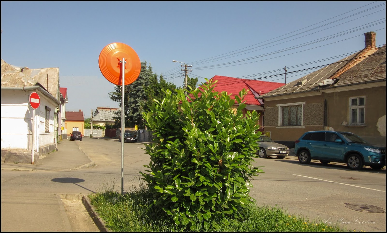 Lumea văzută din Turda: Dafin salbatic, Laur englezesc (Prunus ...