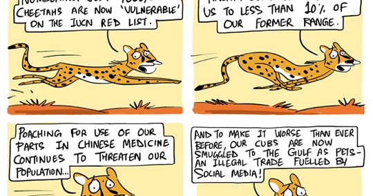Green Humour: The Cheetah's Race with Extinction