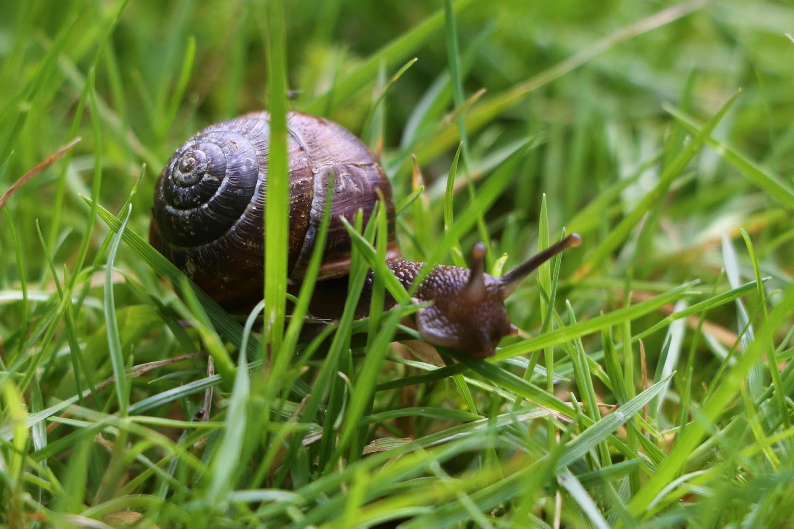 Mine naturfotos: Have og skov 5/8 - snegle