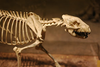 Synapsida: The Bone-Crushing Dogs of Oregon