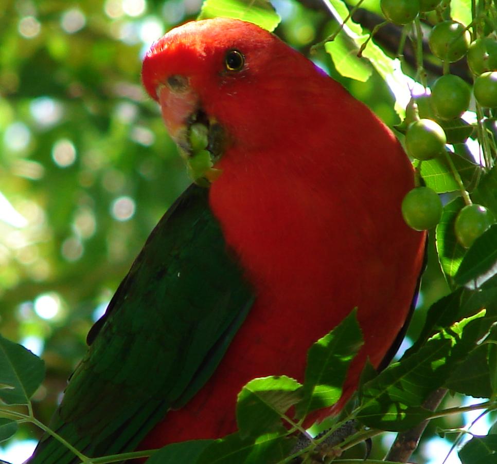 Australian King Parrot | The Life of Animals