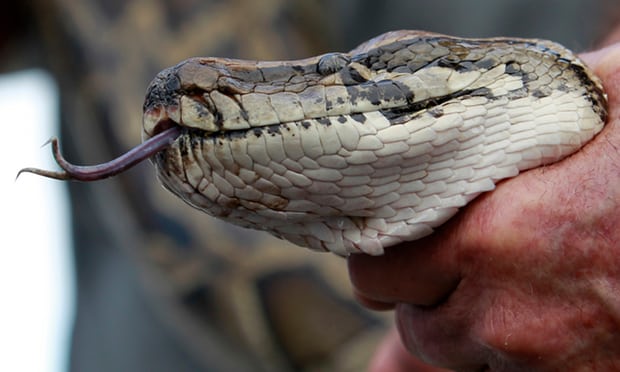 Under The Angsana Tree: Woman swallowed whole by 8m python