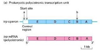 Difference between Polycistronic and Monocistronic mRNA