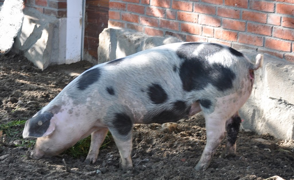 ZOOTOGRAFIANDO (6.100 ANIMALS): CERDO DOMÉSTICO / PIG (Sus scrofa ...