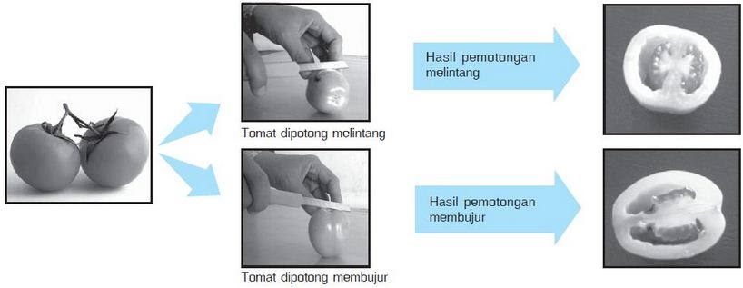 Pengertian Preparat dan Bagaimana Cara Membuat Preparat Irisan Basah ...