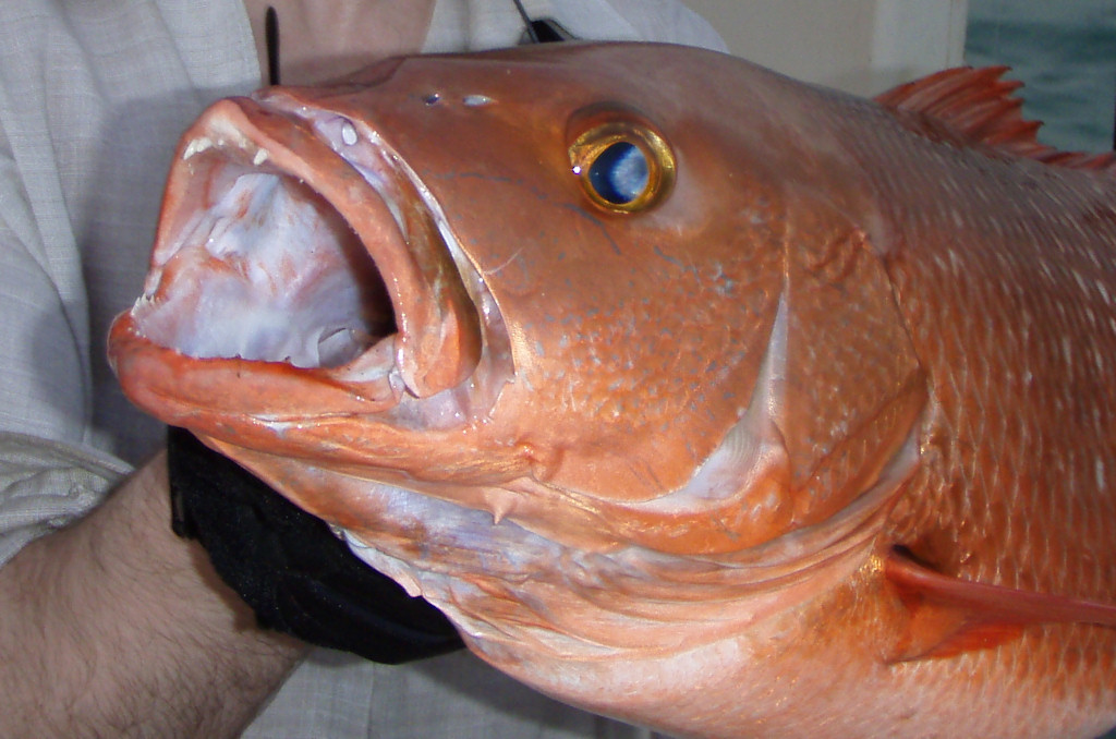 Wędkarskie przygody Tomaszka: Lucjan gwinejski