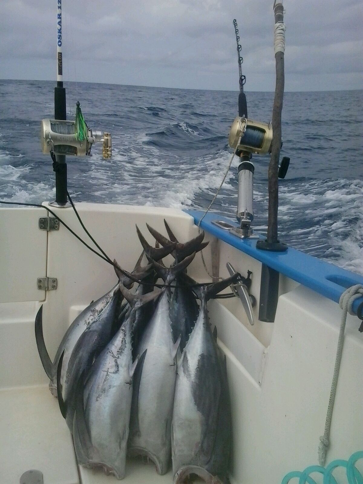 PESCA Y GASTRONOMÍA: CÓMO EMBOTAR BONITO