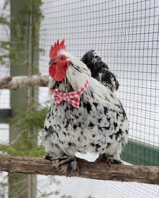 Lessons Learned about Roosters - Fresh Eggs Daily® with Lisa Steele