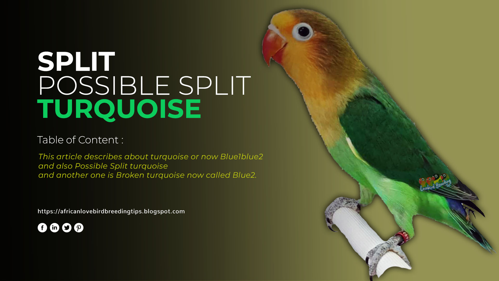 Split and Possible Split Parblue Lovebird mutations - African Lovebird ...