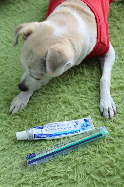 HAPPYHAZEL: HAPPY loves this chicken flavored toothpaste! Virbac CET ...