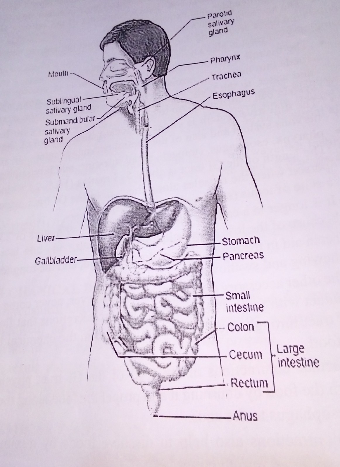 Process of digestion in human