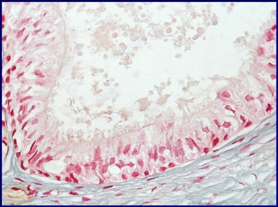 Histología: Conducto Deferente