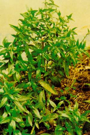 sambiroto ~ irenbukaniyen