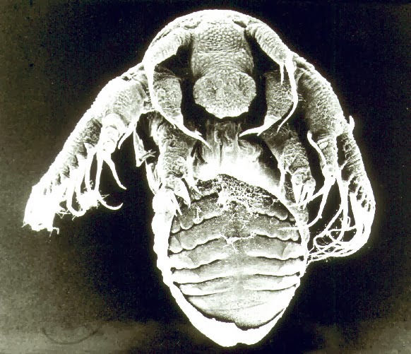 Triops, The 350 Million Years Old Species - For Fum And Interesting ...