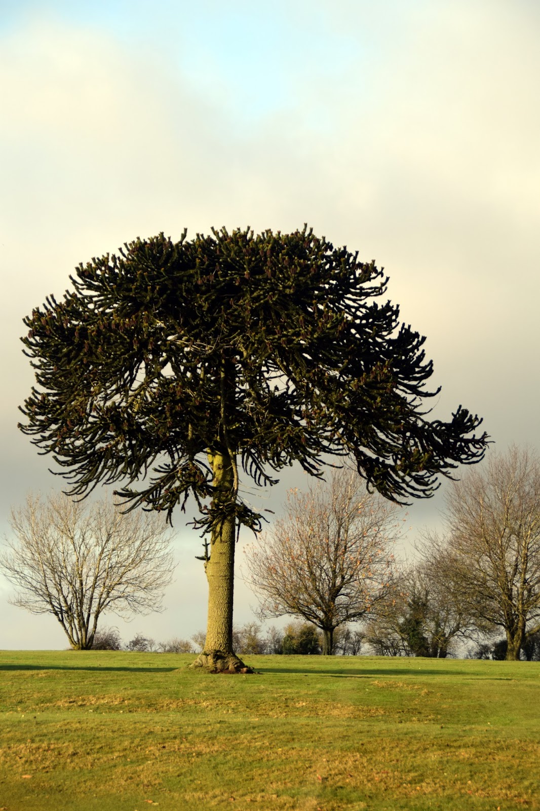 Enjoy your time with beautiful places: Walking on Borough Hill in ...