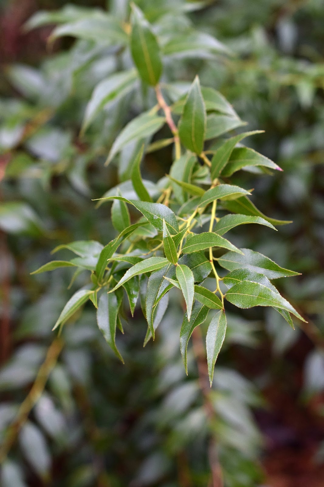 Using Georgia Native Plants: Native Evergreens in the Southeast