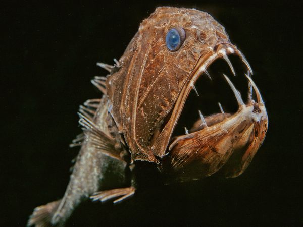 Deep fisH: FANGTOOTH FISH (Ikan Bertaring)