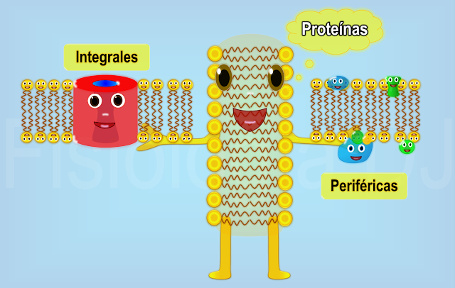 Fisiología DJ: Lo esencial de la membrana
