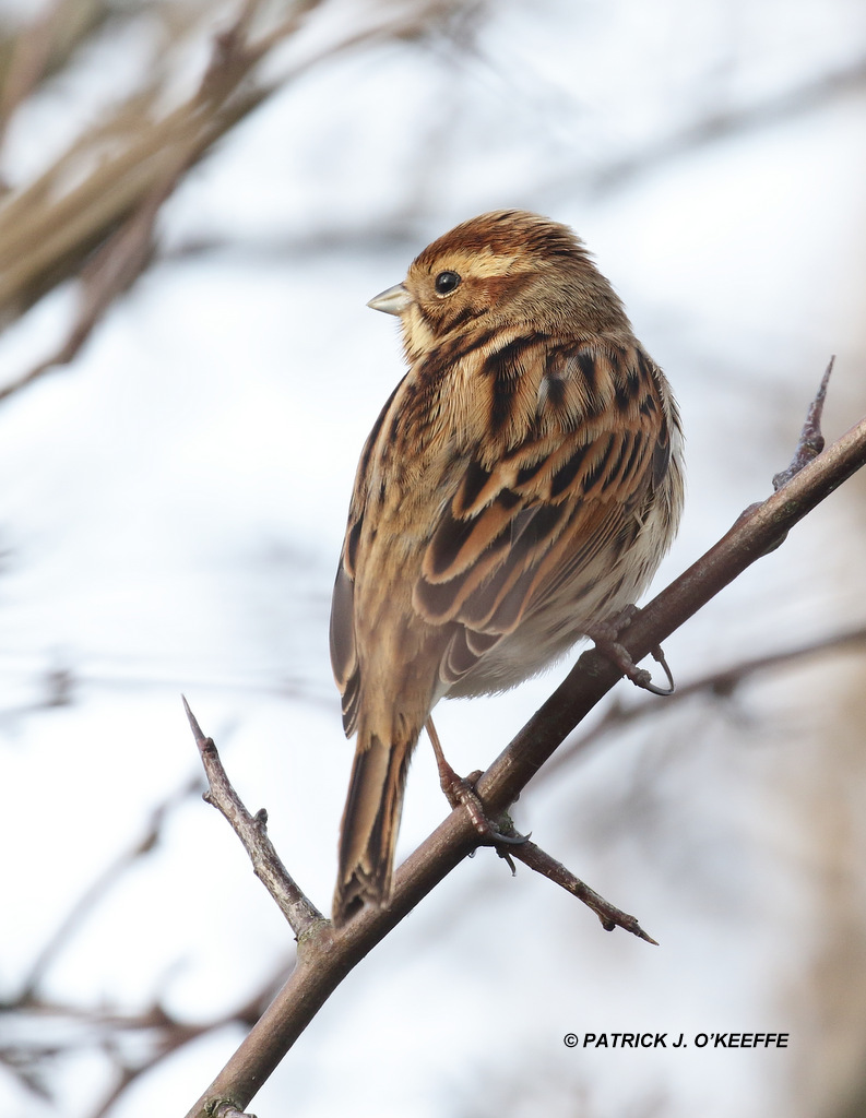 Raw Birds: COMMON REED BUNTING (Emberiza schoeniclus) female, Turvey ...