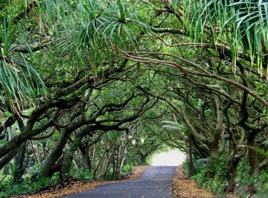 Beautiful Tree Tunnels [12 Pic] ~ Awesome Pictures