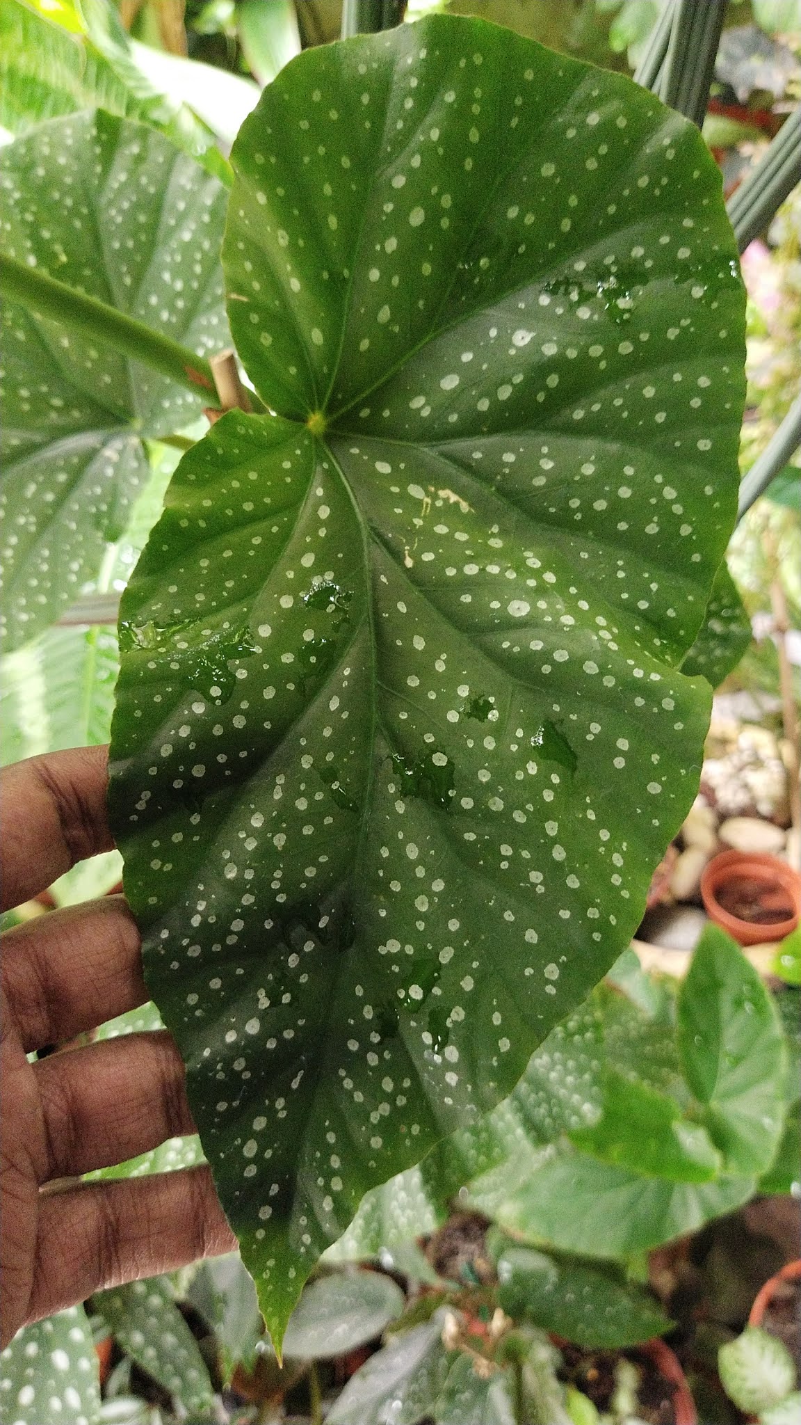 Garden Chronicles of James David: Begonia 'Corallina de Lucerna'