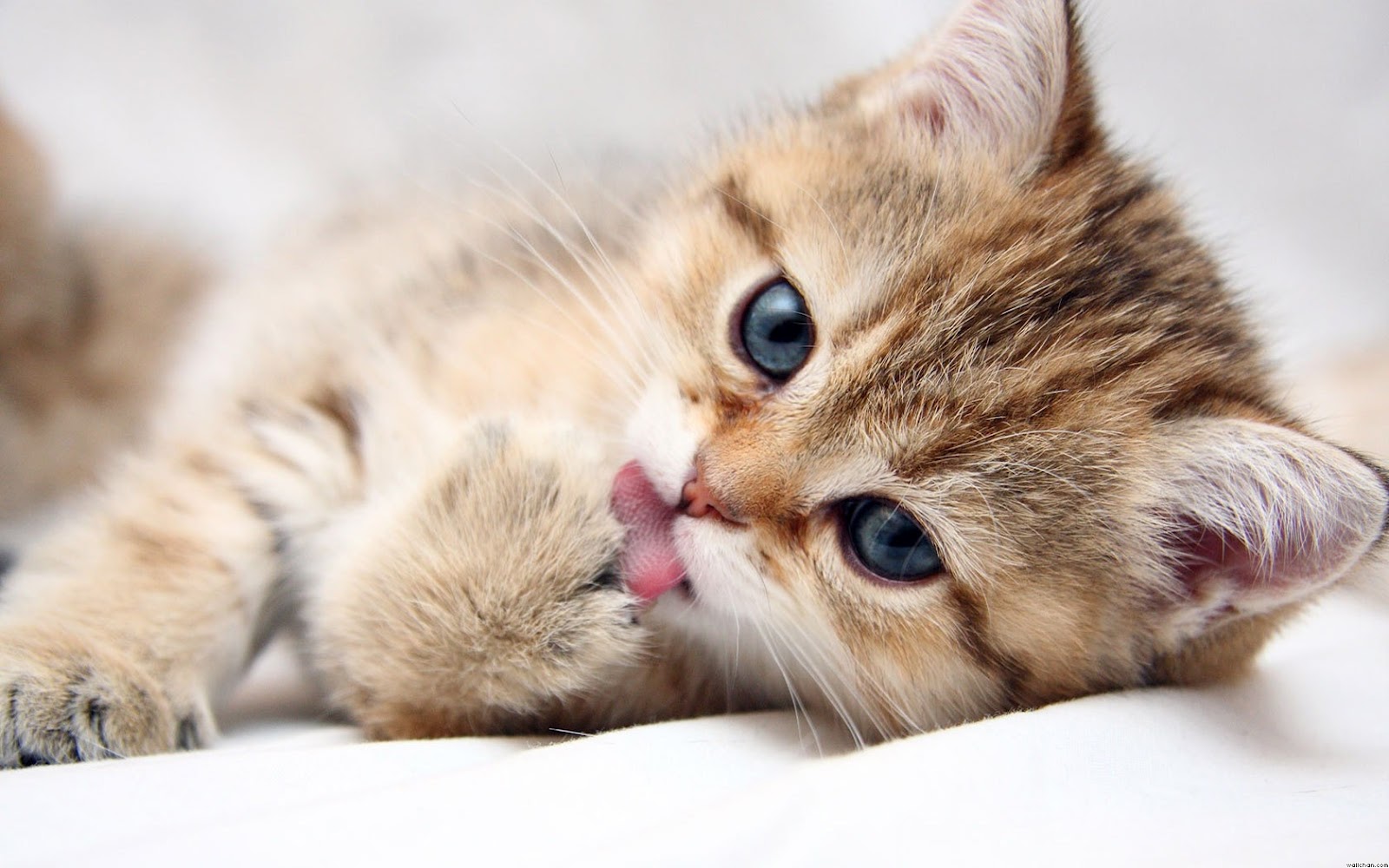 Les images de Lollipathe: Chaton cute