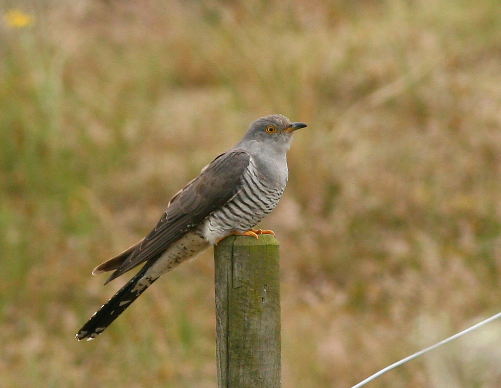 Joe's Birding Blog: Going Cuckoo