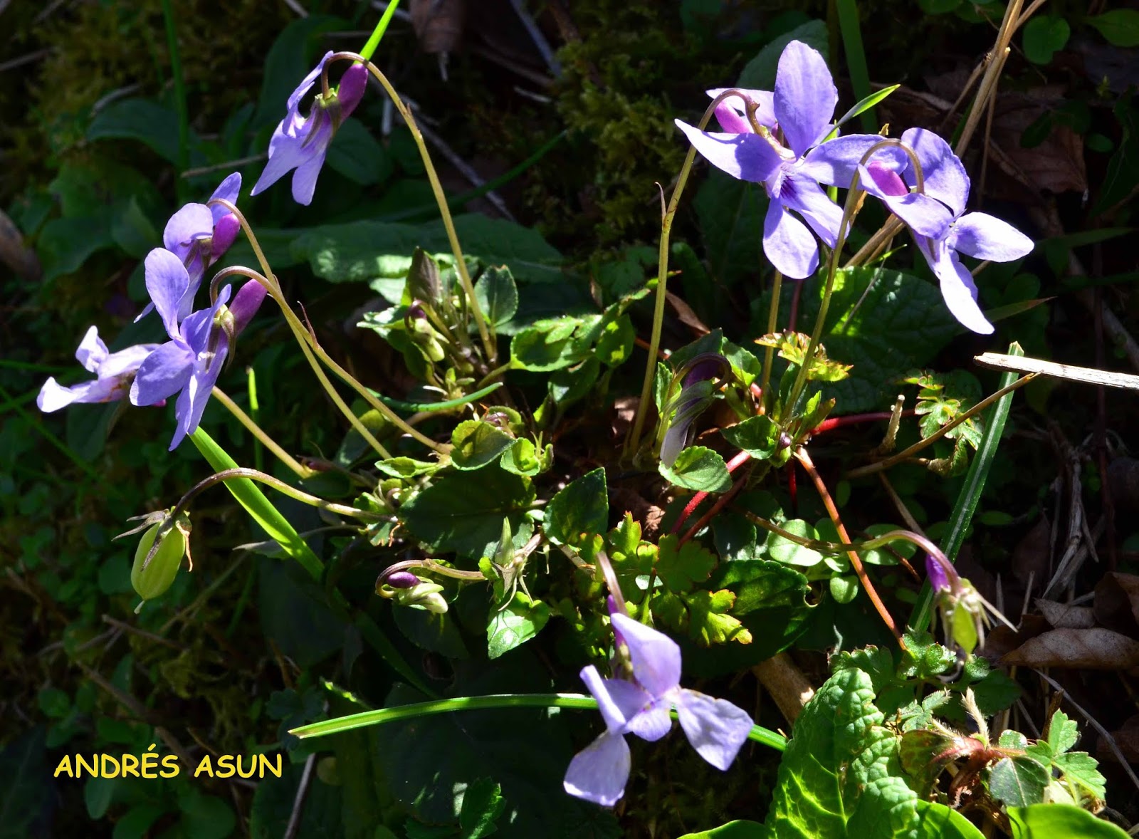 Flores silvestres de la Cordillera Cantábrica: VIOLACEAS - Violaceae