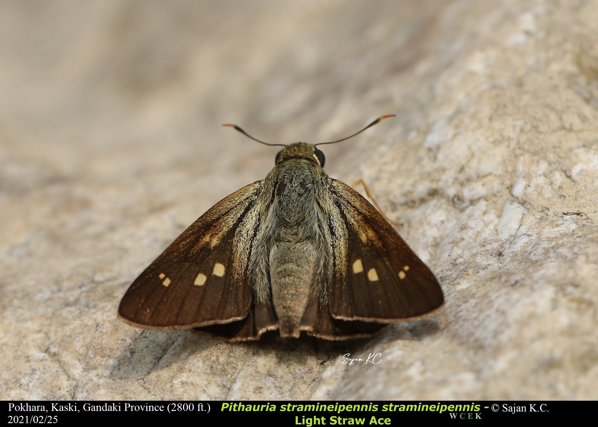 Butterflies of Nepal
