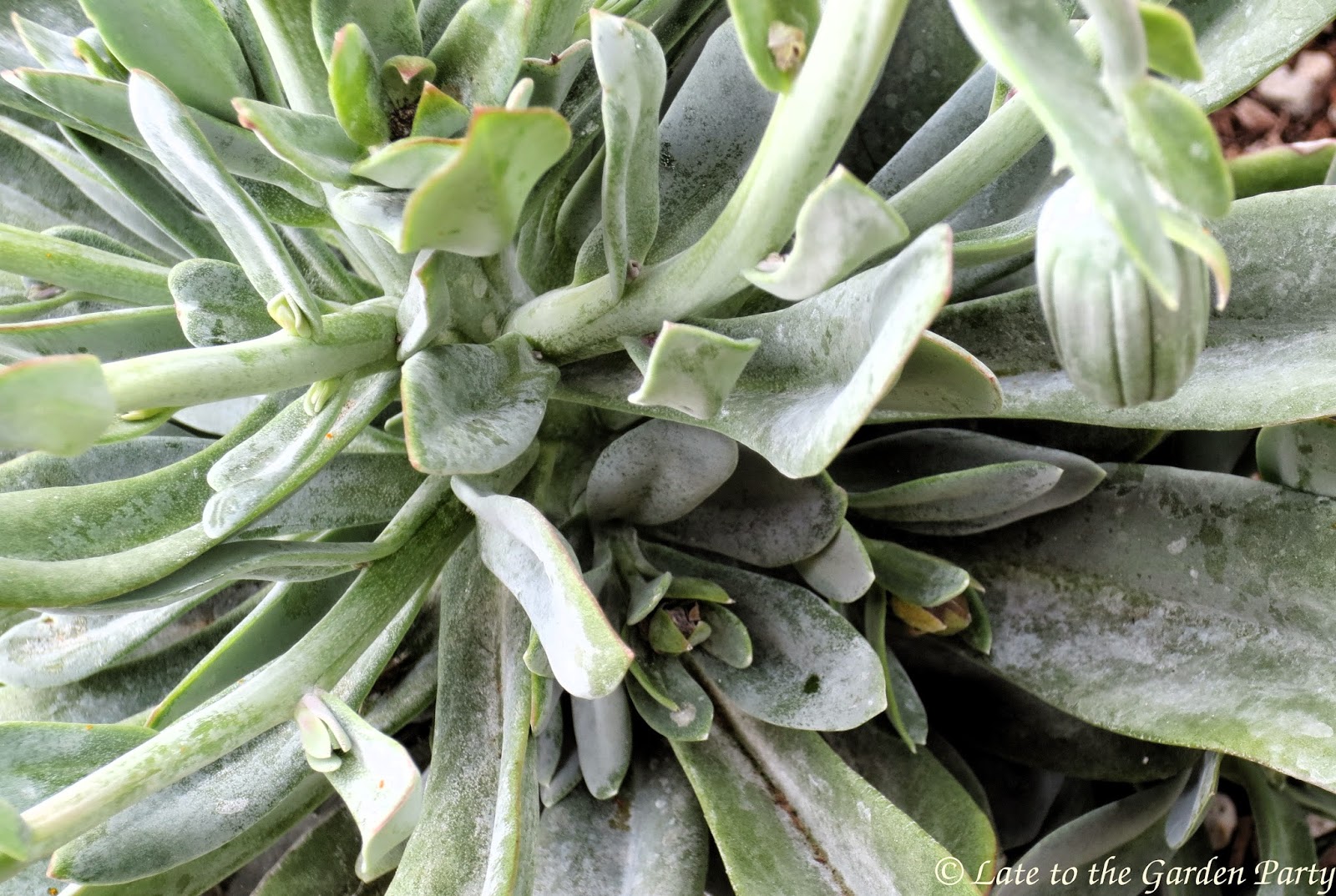 Late to the Garden Party: My favorite plant of the week: Senecio fulgens