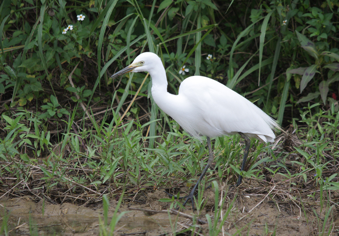 BIRDING - Kyoto, Kansai and Japan: egrets