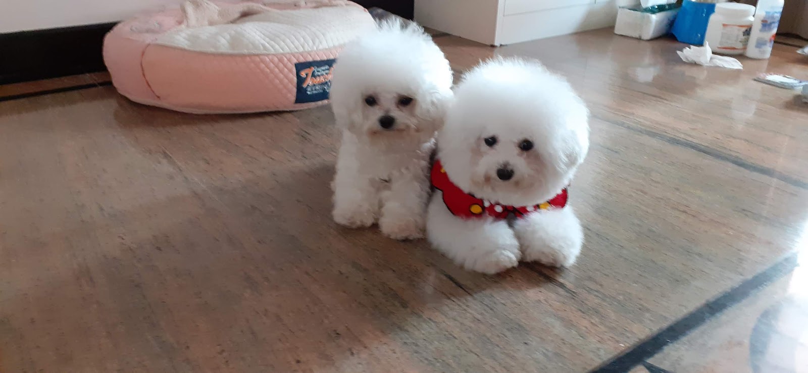 Pet lovers Indonesia: Cara merawat anjing bichon frise agar terhindar ...